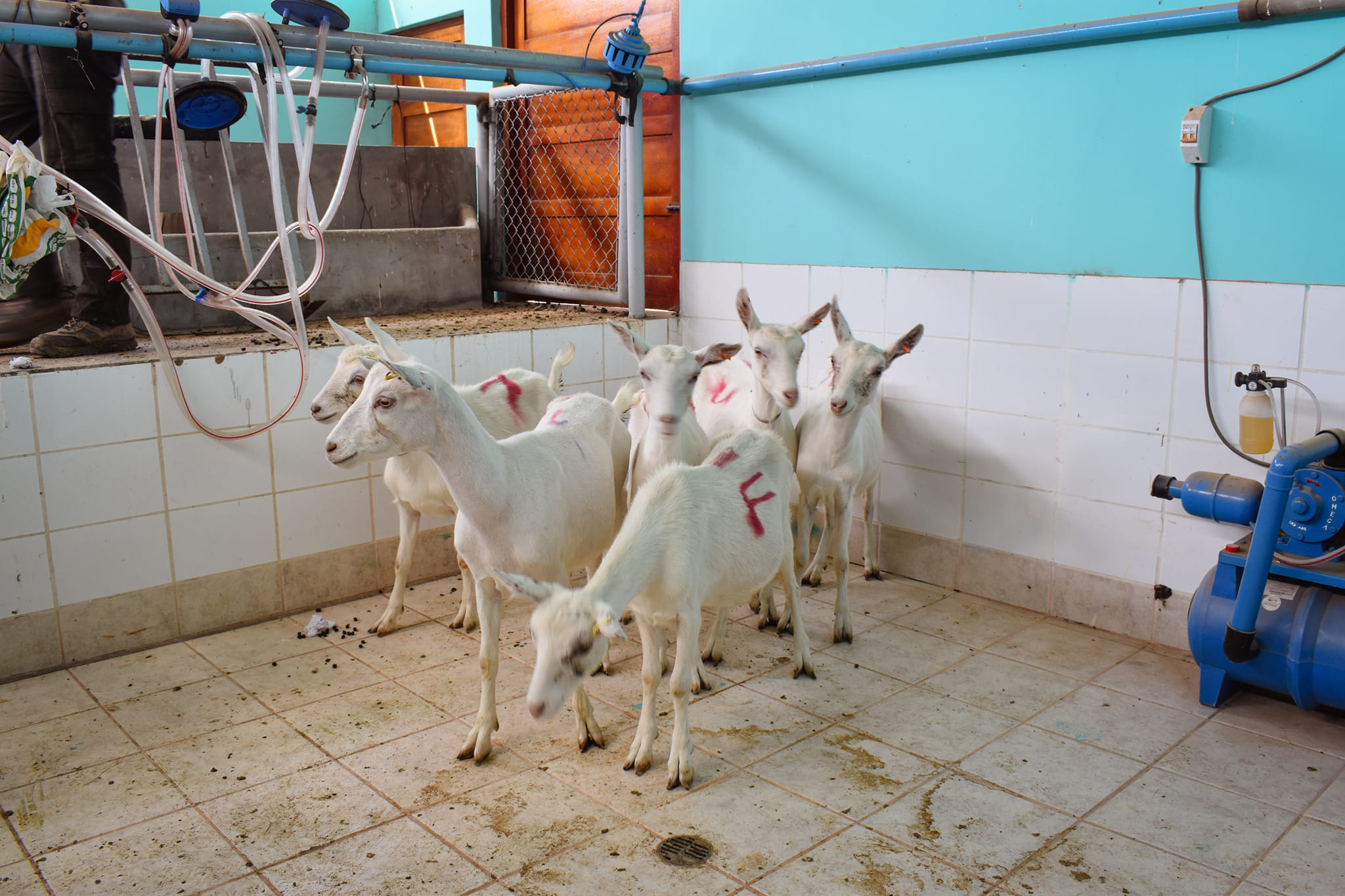 CAMPAÑA DE INSEMINACIÓN ARTIFICIAL | Municipalidad Distrital de Ite ...